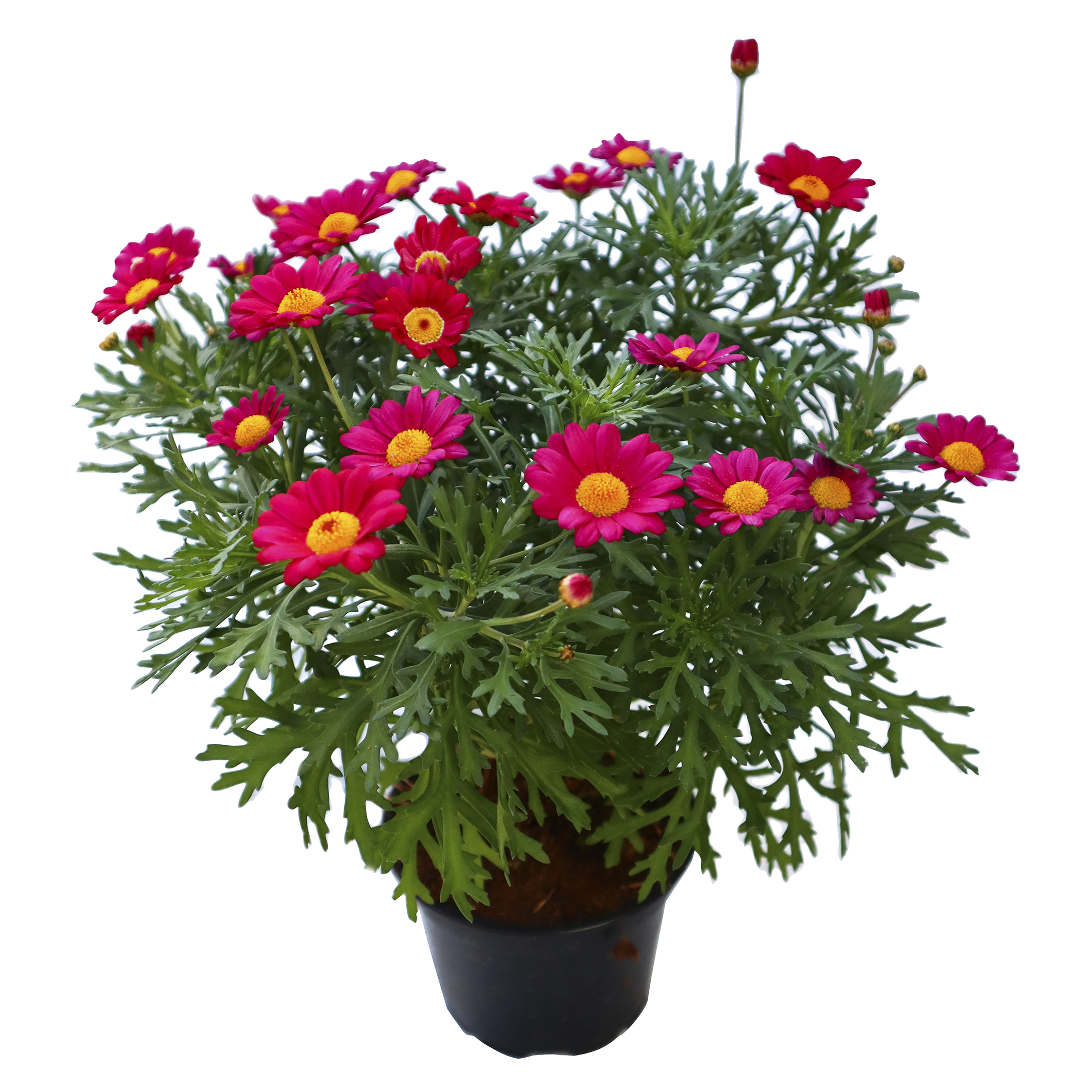 Marketta punainen | STARK verkkokauppa